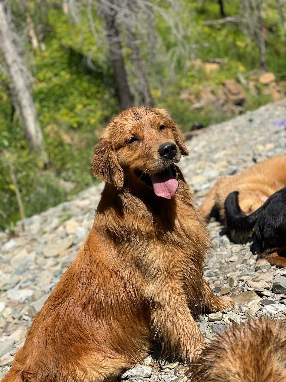 Nadina's Easter Campfire Story | Nadina Golden Retrievers