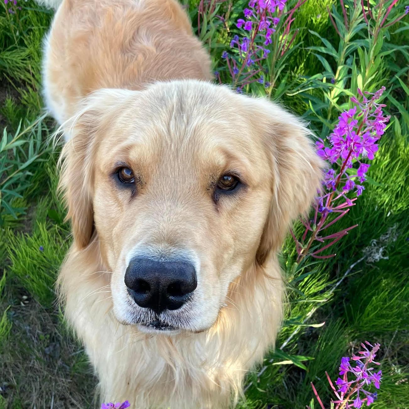 Nadina's High Summit | Nadina Golden Retrievers